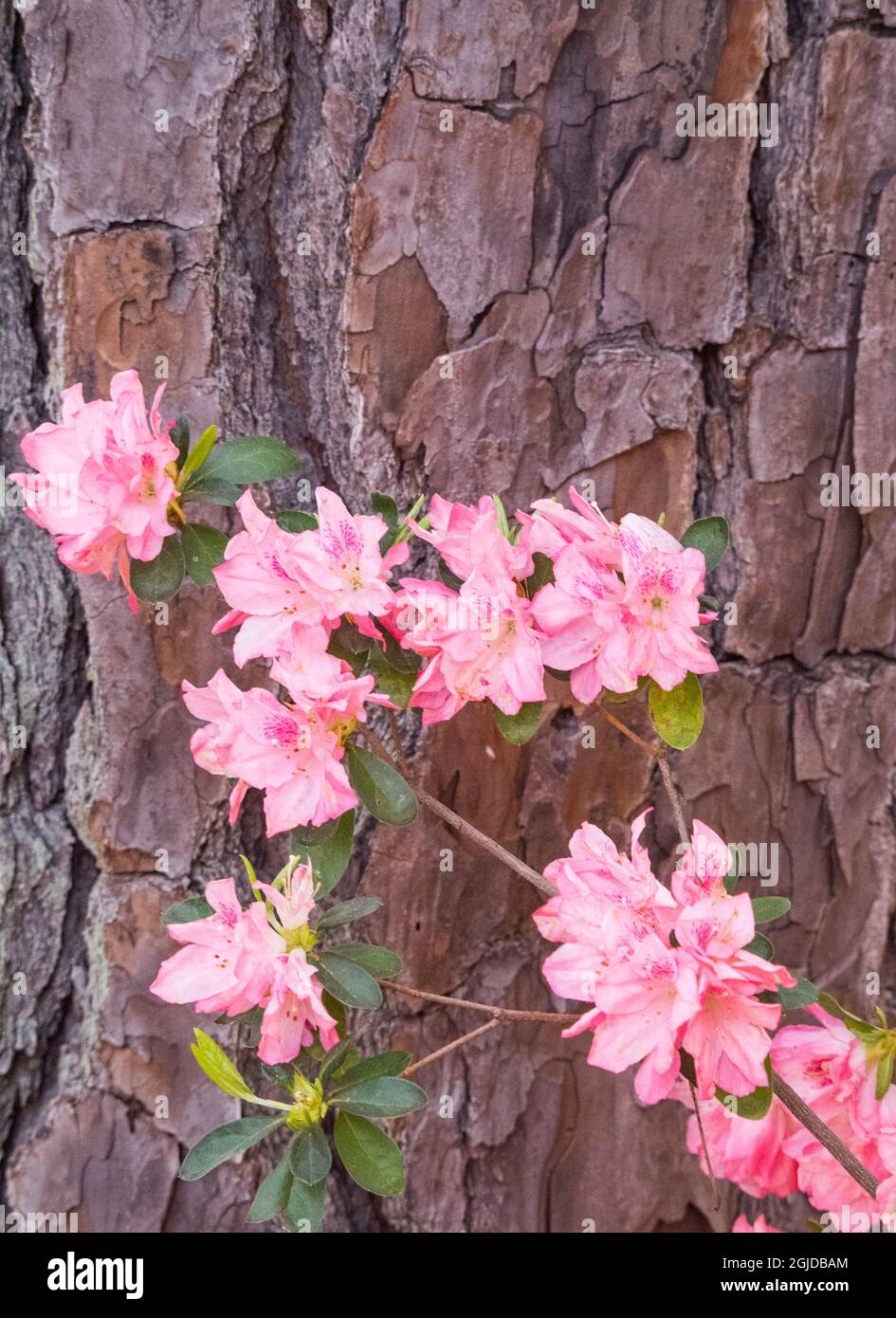 Callaway gardens hi-res stock photography and images - Alamy