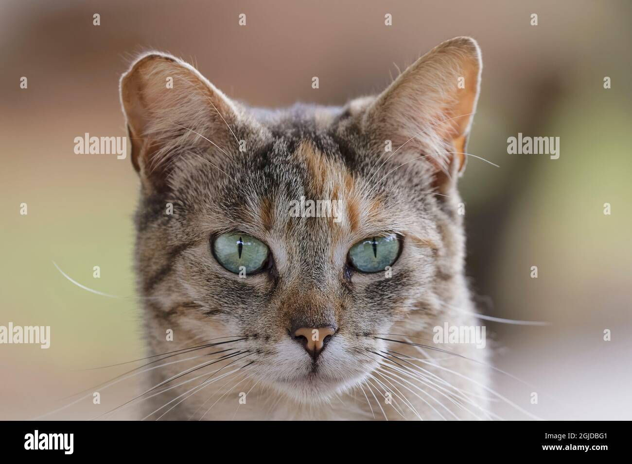Hawaii cat hi-res stock photography and images - Alamy