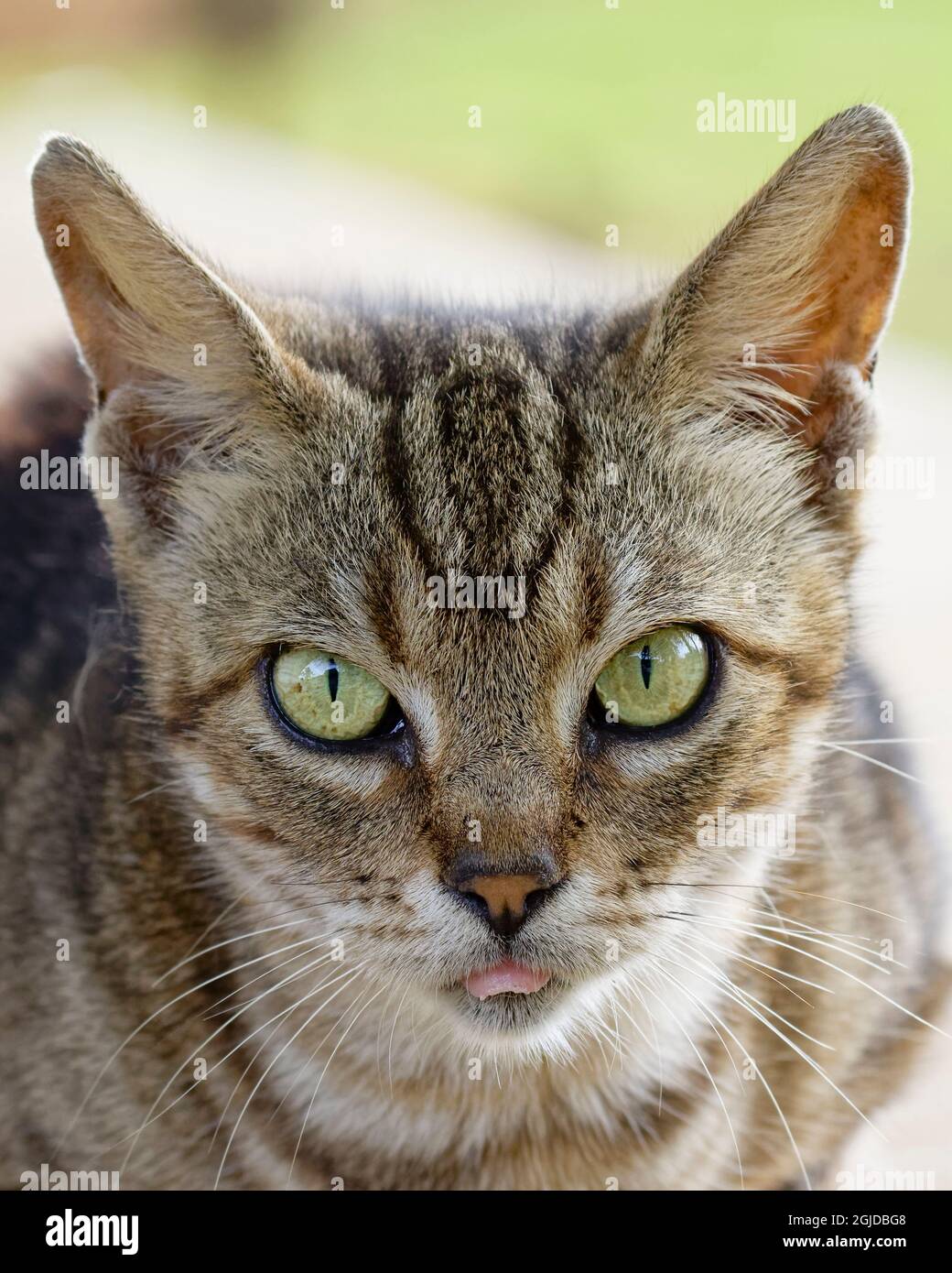 Hawaii cat hi-res stock photography and images - Alamy