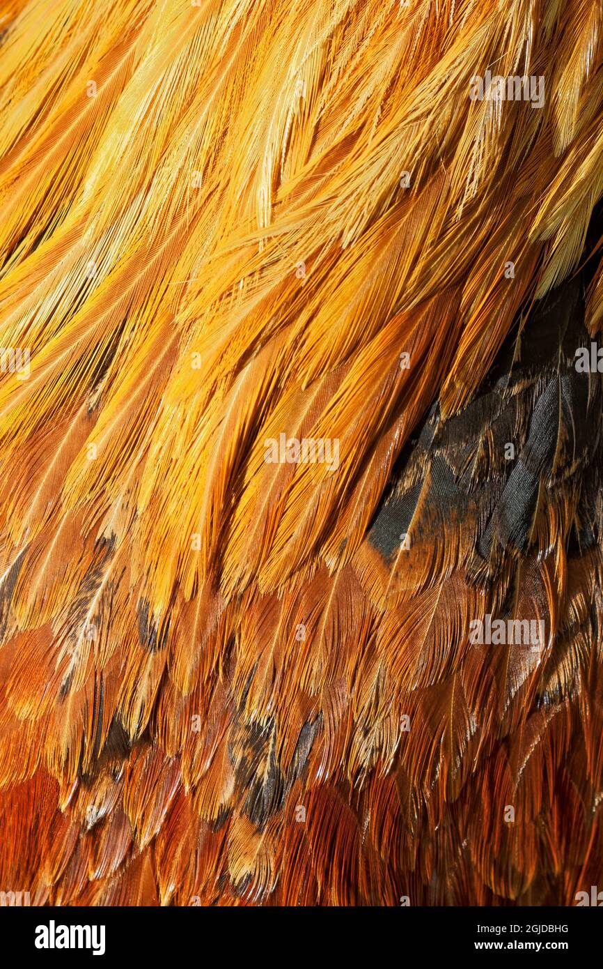 Feral chicken hi-res stock photography and images - Alamy