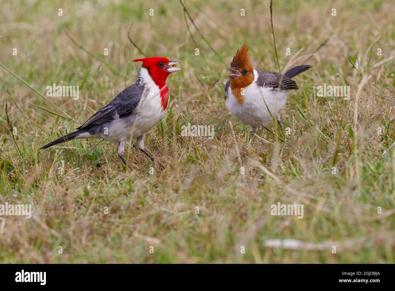 Red-crested Cardinal adult feeding juvenile fledgling, Waimea Canyon ...