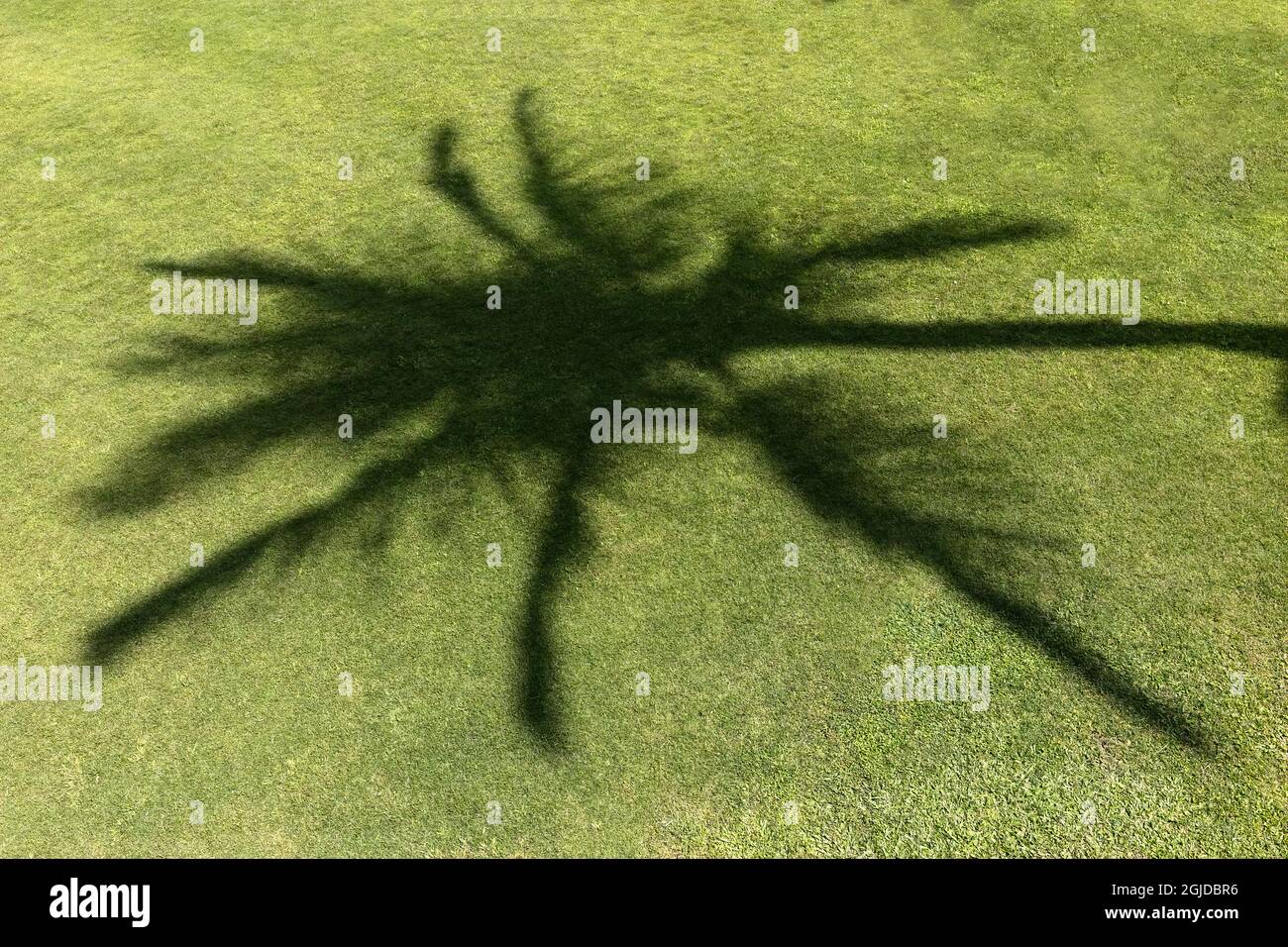 Palm tree shadow on lawn, Maui, Hawaii Stock Photo - Alamy