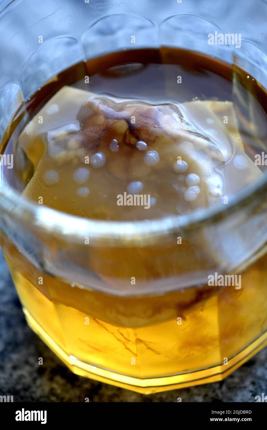 Kombucha Photo: Janerik Henriksson / TT / code 10010 Stock Photo - Alamy