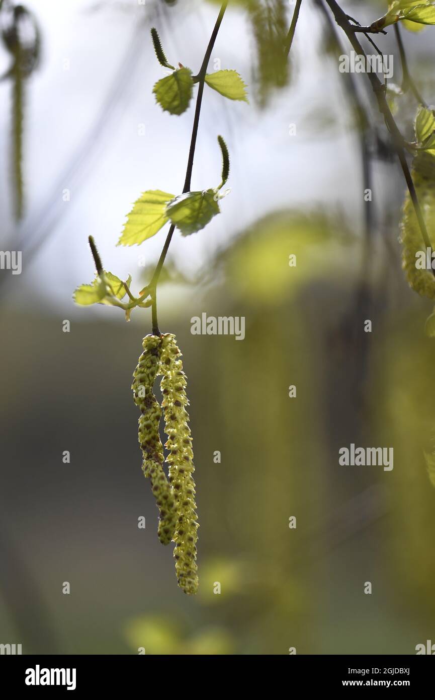 Birch pollen hi-res stock photography and images - Alamy