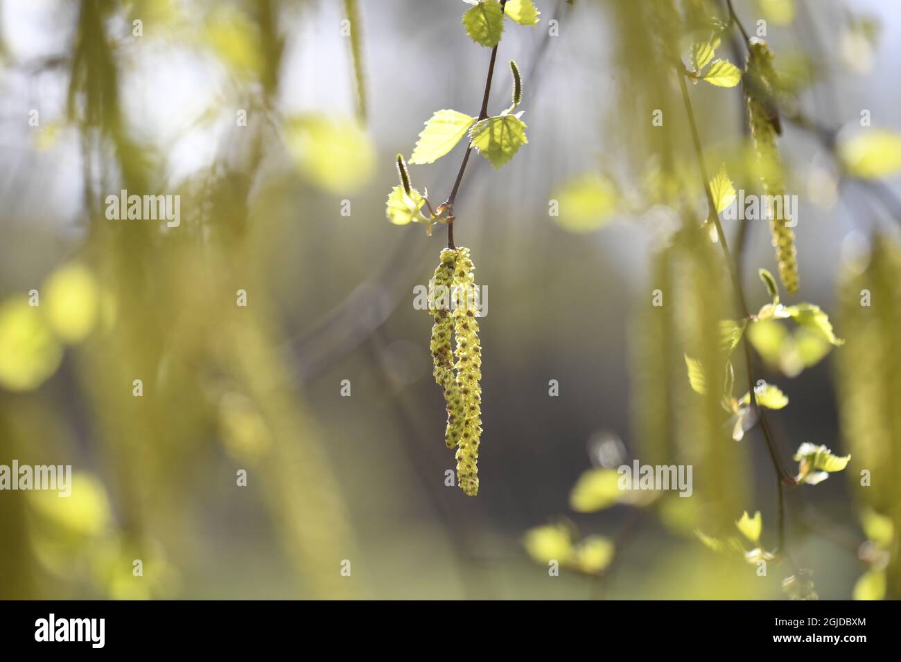 Birch pollen on a tree Photo Janerik Henriksson / TT code100110 Stock ...