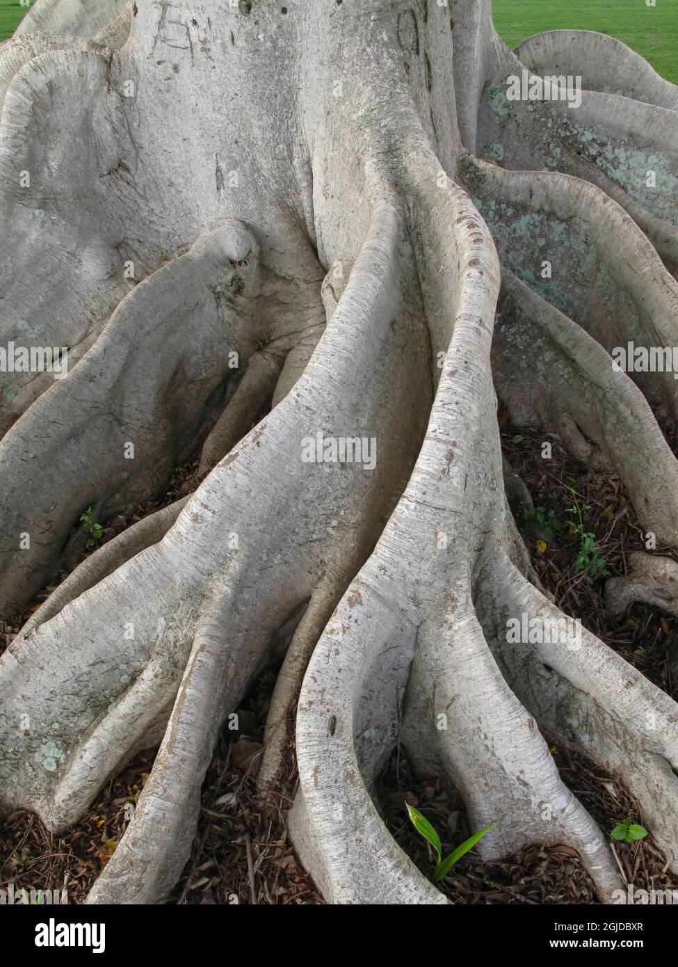 Buttress roots on Fig tree, Oahu, Hawaii Stock Photo - Alamy