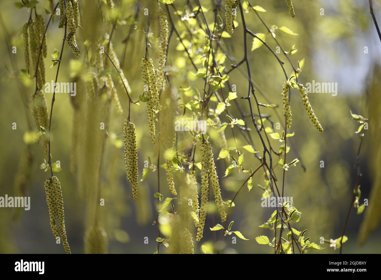 Birch pollen on a tree Photo Janerik Henriksson / TT code100110 Stock ...