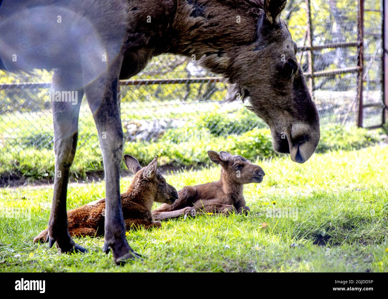 Moose in zoo hi-res stock photography and images - Alamy