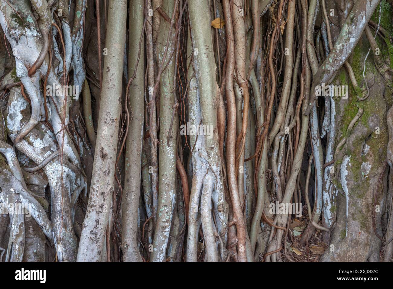 USA, Hawaii, Big Island of Hawaii. Hilo, Kalakaua Park, Banyan tree ...