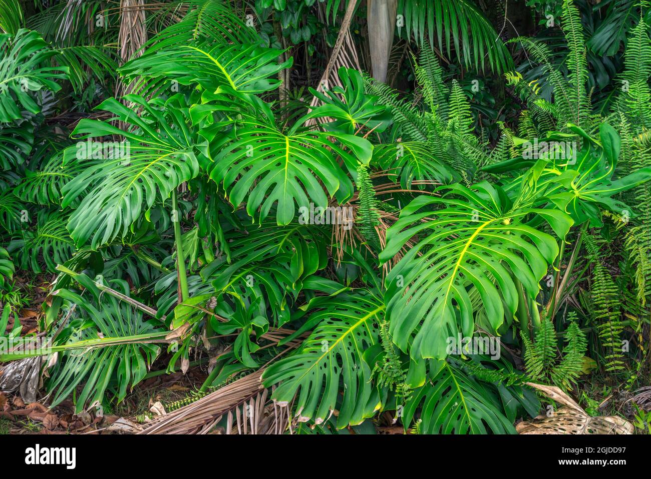 USA, Hawaii, Big Island of Hawaii. Wailuku River State Park, Monstera ...
