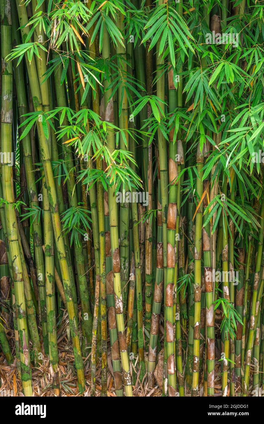 Invasive bamboo hi-res stock photography and images - Alamy