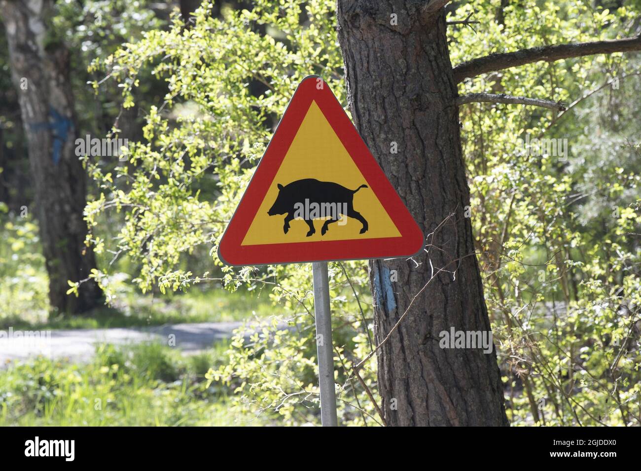 Wild boar warning sign on Adelso (Swedish: Adelso), an island in the ...