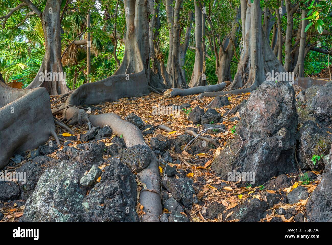 Twisting tree roots hi-res stock photography and images - Alamy