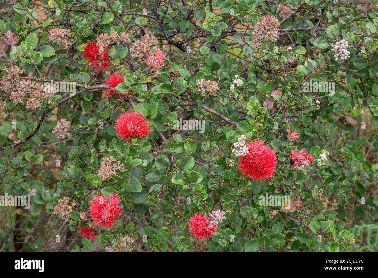 USA, Hawaii, Big Island of Hawaii. Hawaii Volcanoes National Park, Ohia ...