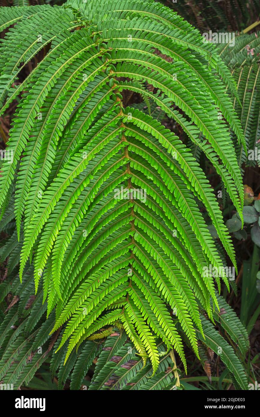 USA, Hawaii, Big Island of Hawaii. Hawaii Volcanoes National Park ...