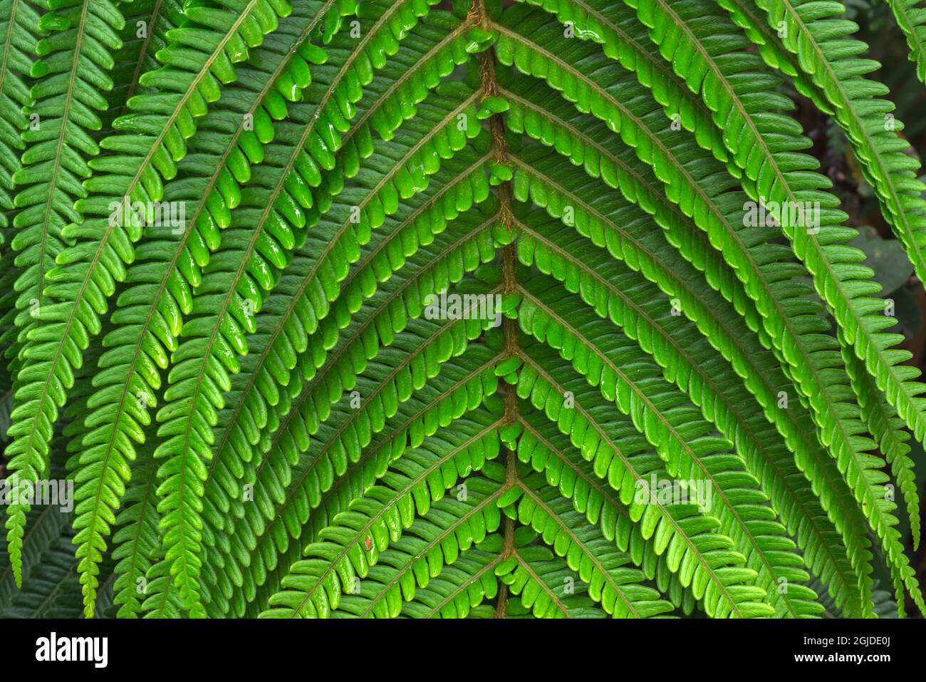 Hapuu fern hi-res stock photography and images - Alamy