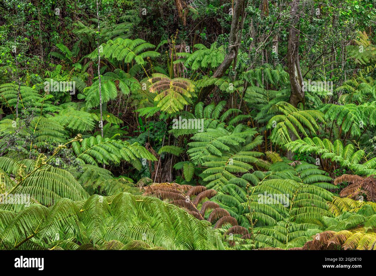 USA, Hawaii, Big Island of Hawaii. Hawaii Volcanoes National Park ...
