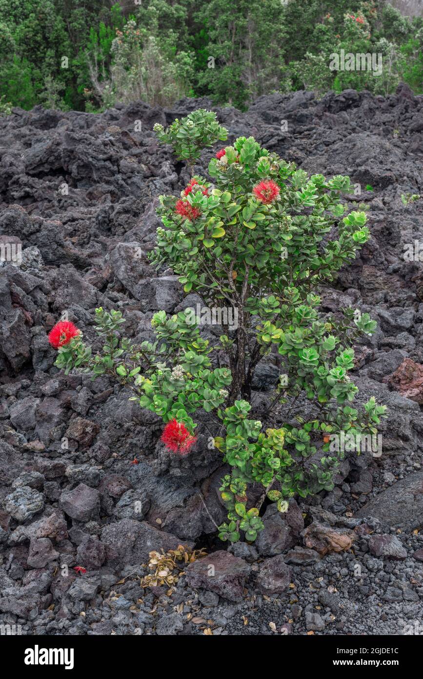 USA, Hawaii, Big Island of Hawaii. Hawaii Volcanoes National Park ...