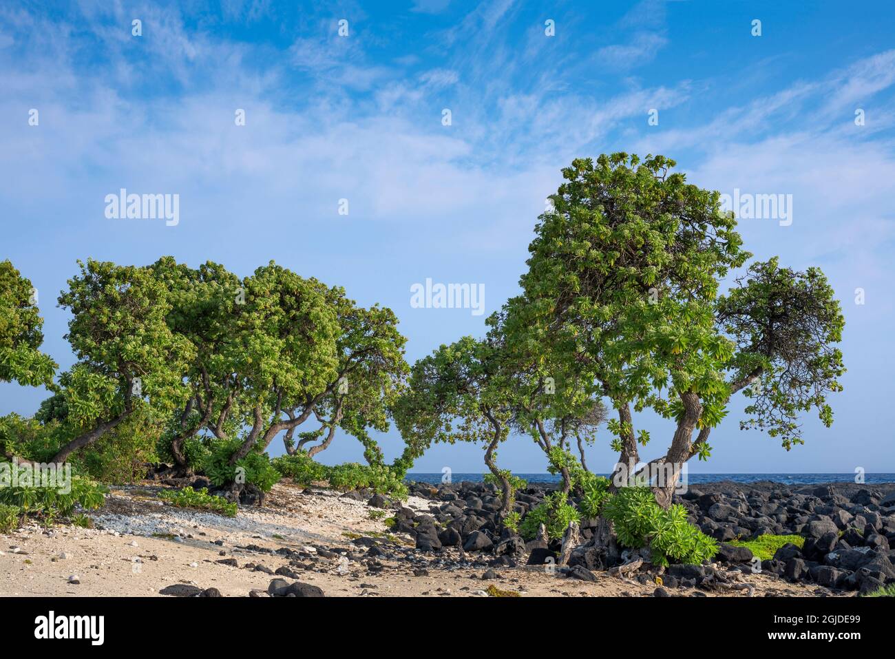 USA, Hawaii, Big Island of Hawaii. Kohanaiki Beach Park, Low growing ...