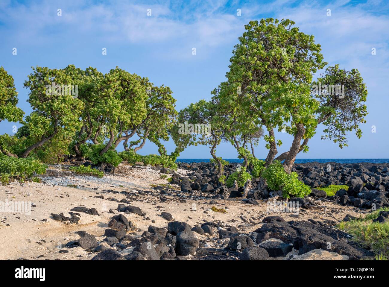 USA, Hawaii, Big Island of Hawaii. Kohanaiki Beach Park, Low growing ...