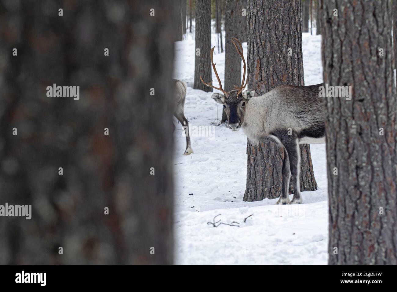 Sapmi reindeer hi-res stock photography and images - Alamy