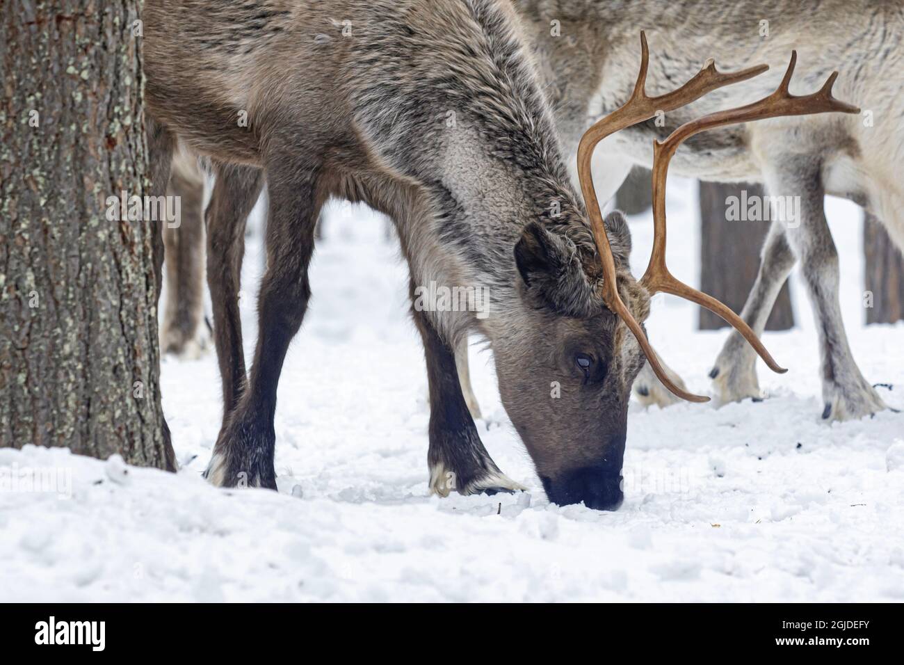 Sapmi reindeer hi-res stock photography and images - Alamy