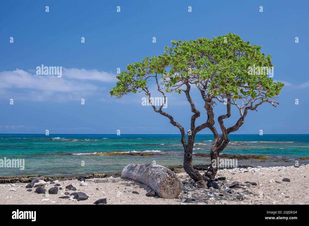 USA, Hawaii, Big Island of Hawaii. Kekaha Kai State Park (aka Kona ...