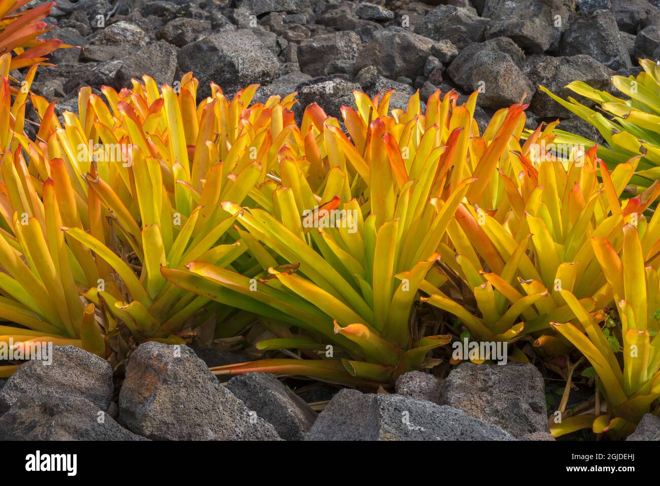 USA, Hawaii, Big Island of Hawaii. Old Kona Airport State Recreation ...