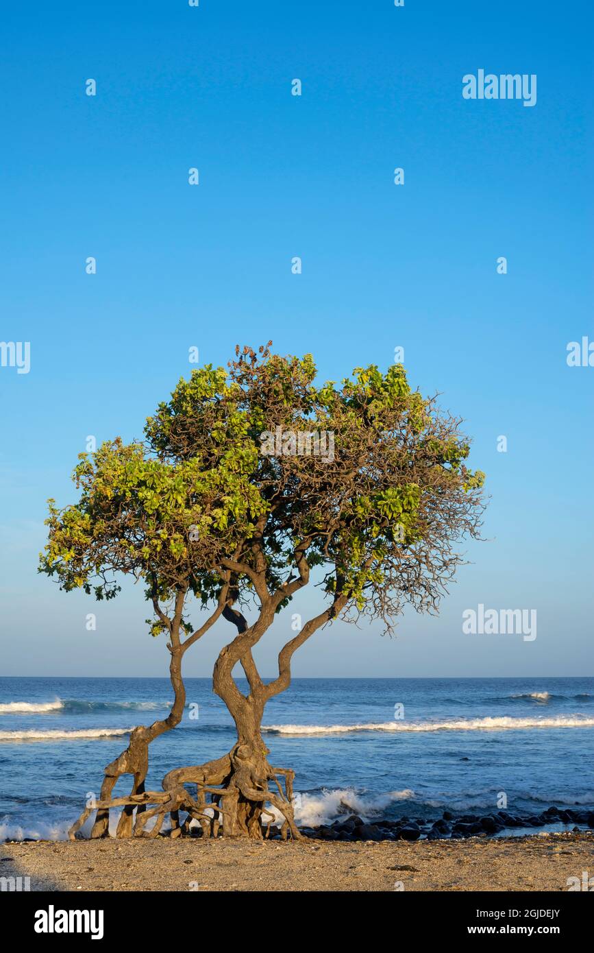 USA, Hawaii, Big Island of Hawaii. Kohanaiki Beach Park, Sunrise light ...