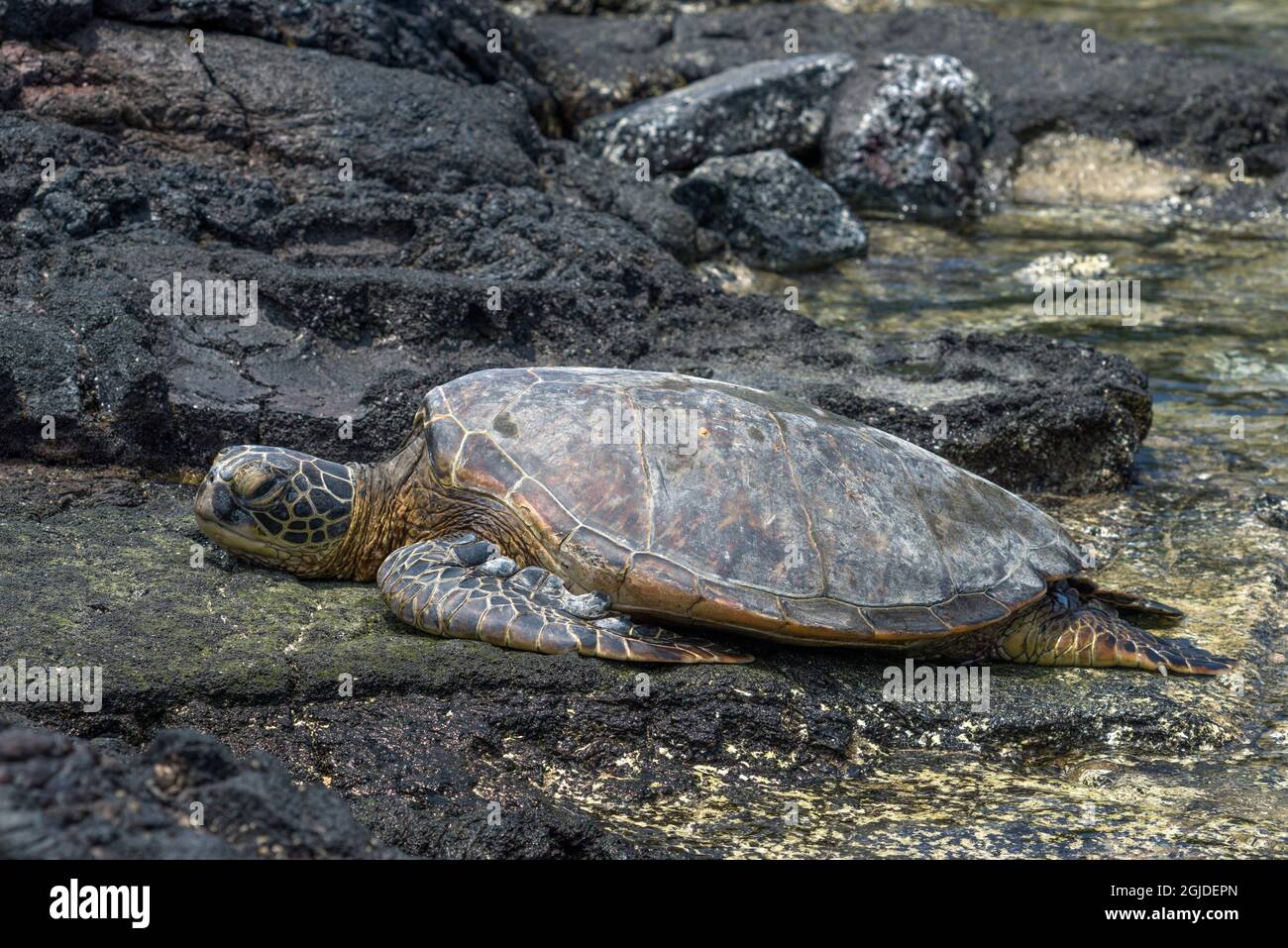 USA, Hawaii, Big Island of Hawaii. Kekaha Kai State Park (aka Kona ...