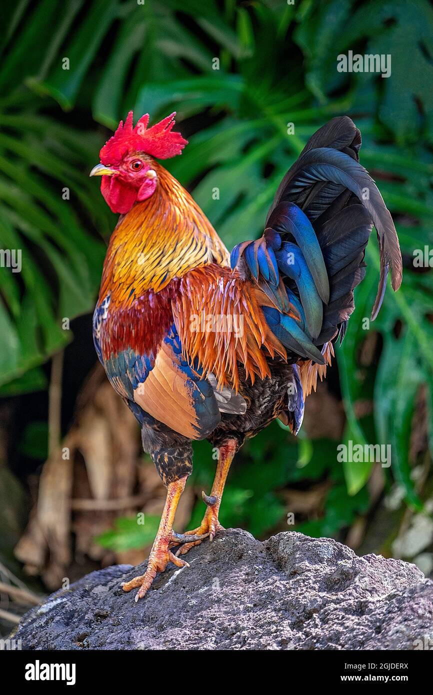 Feral rooster, Kauai, Hawaii, USA Stock Photo - Alamy