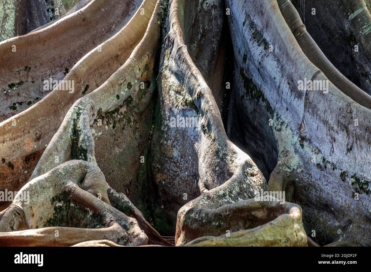 Moreton bay fig hawaii hi-res stock photography and images - Alamy