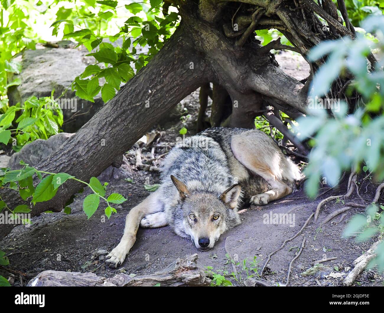 A wolf seeks out the shade of a tree in the wolf enclosure at Stockholm ...