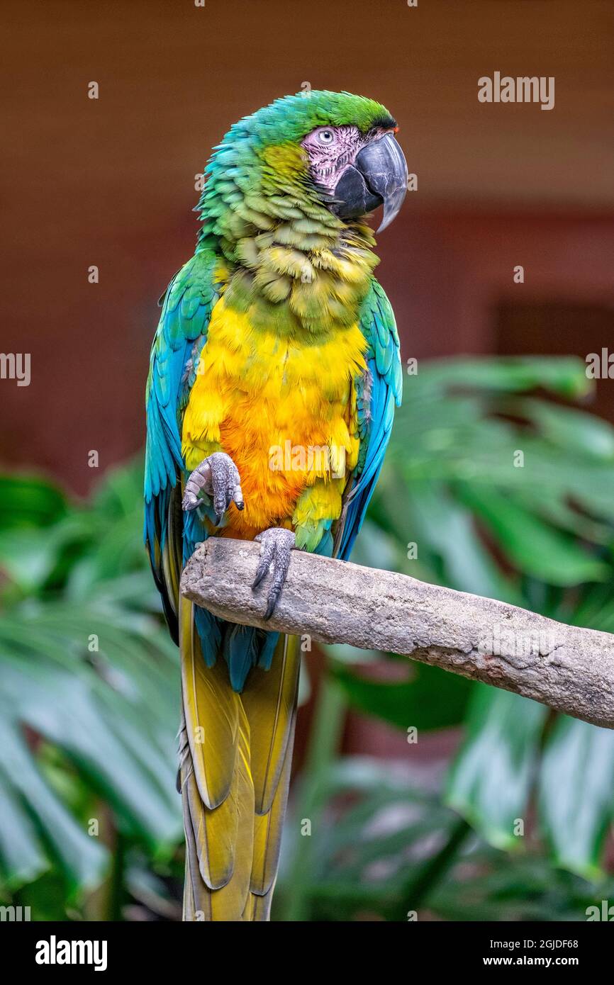 Green and yellow macaw hi-res stock photography and images - Alamy