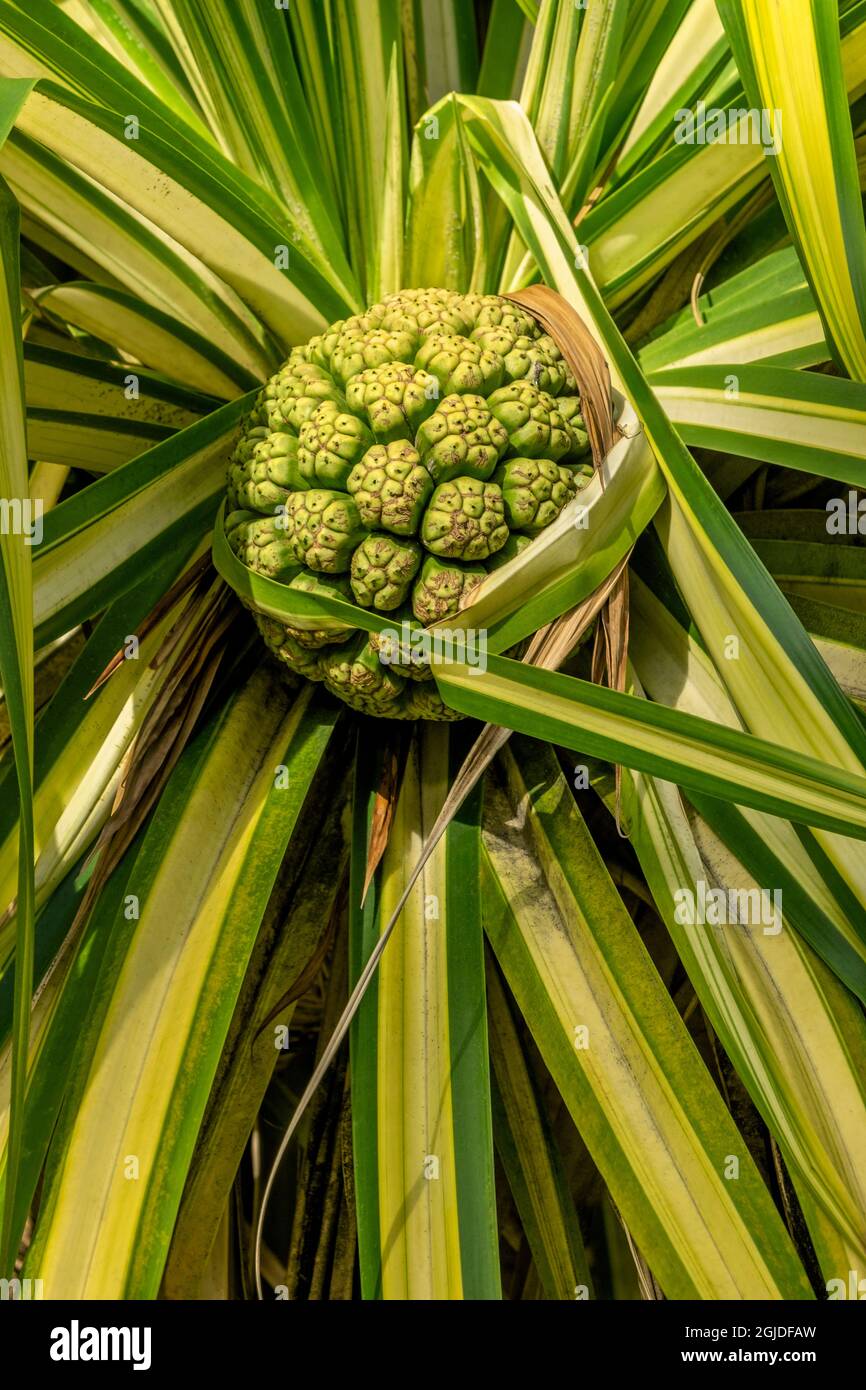 Hala tree hi-res stock photography and images - Alamy