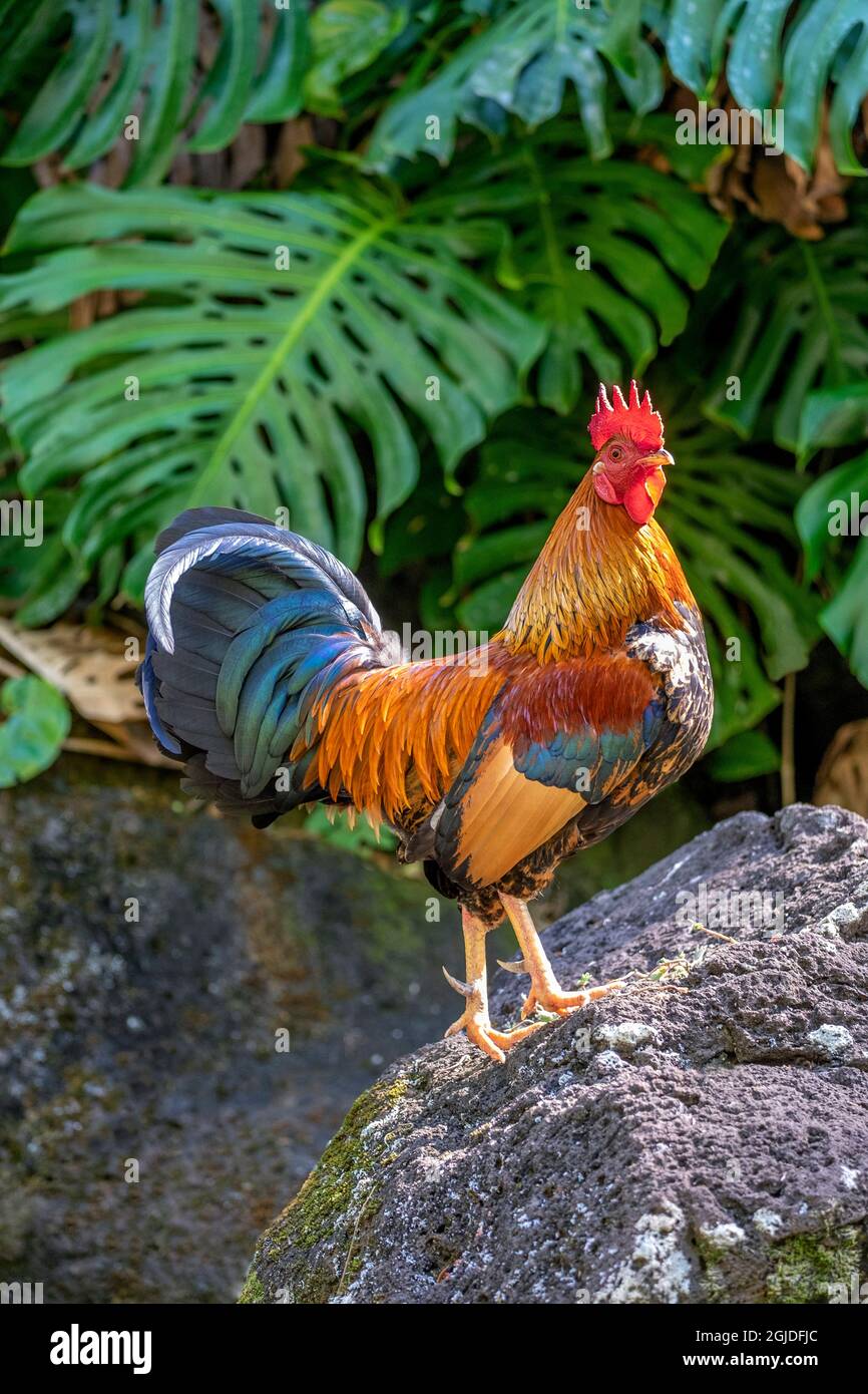 Kauai rooster hi-res stock photography and images - Alamy