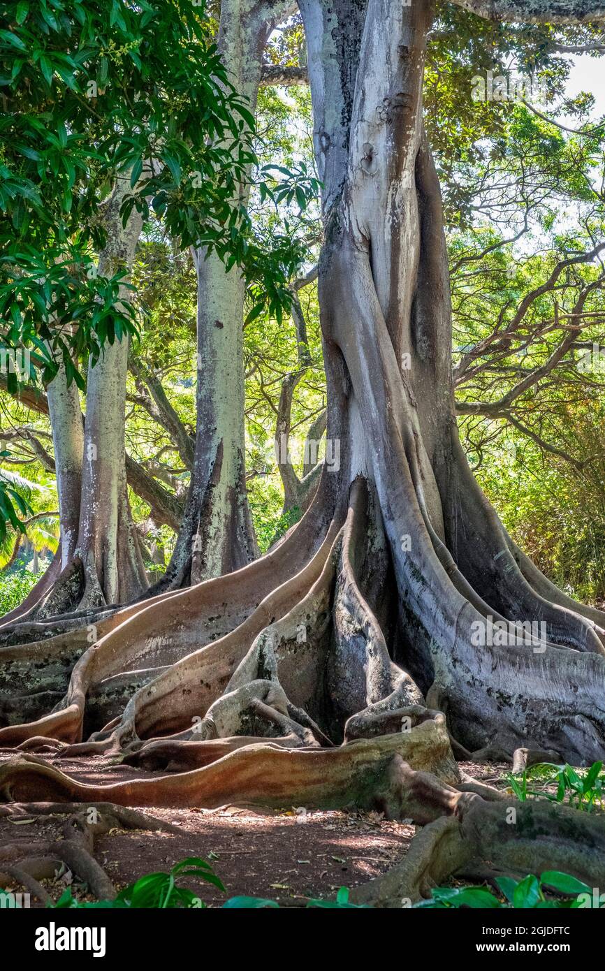 Fig tree bay in hi-res stock photography and images - Alamy