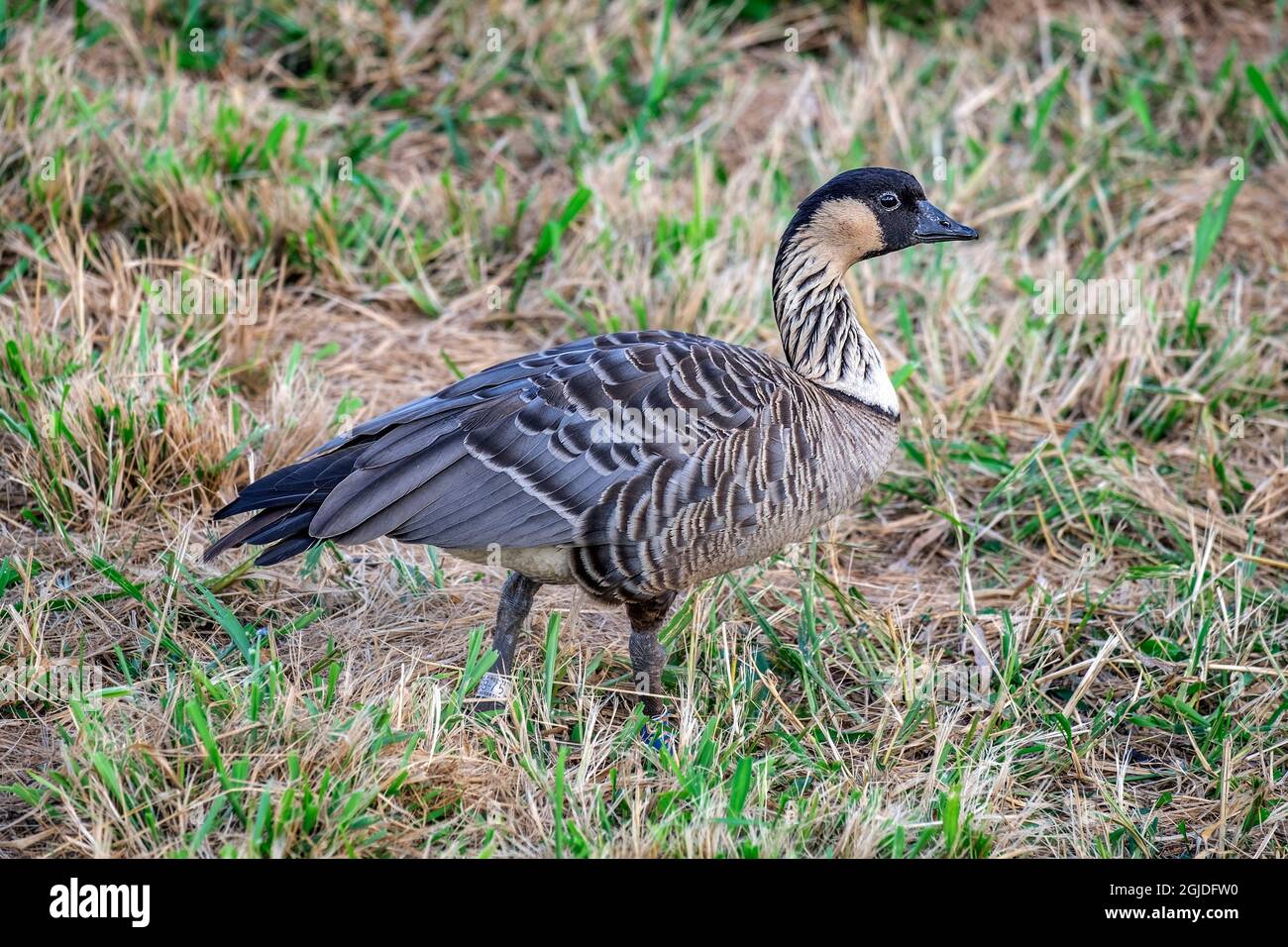 Protected goose hawaii hi-res stock photography and images - Alamy