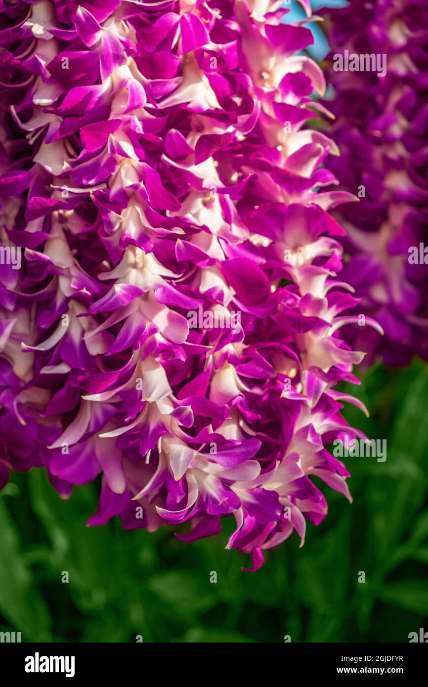 Traditional hawaiian leis hi-res stock photography and images - Alamy