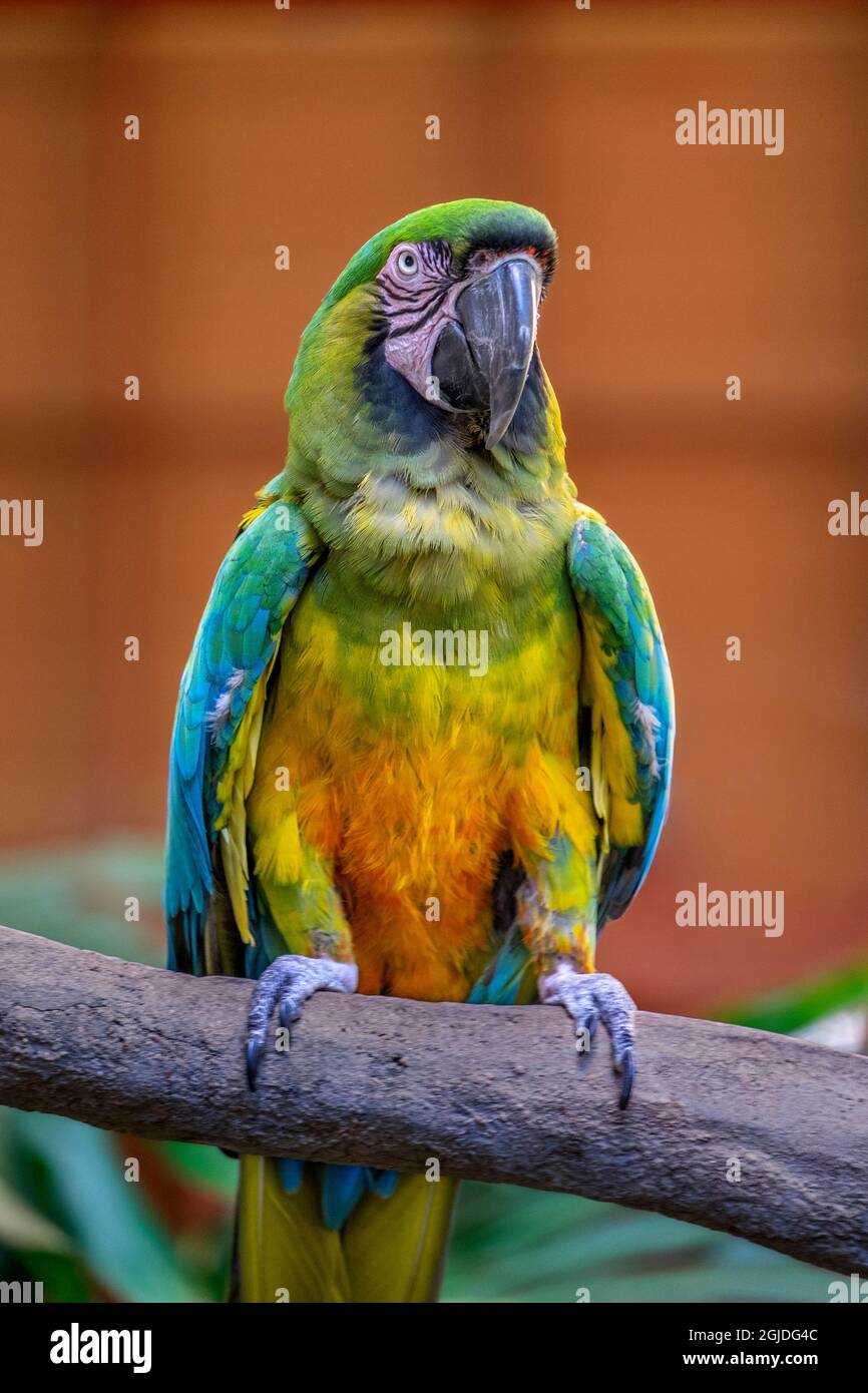 The Dominican green-and-yellow macaw Stock Photo - Alamy
