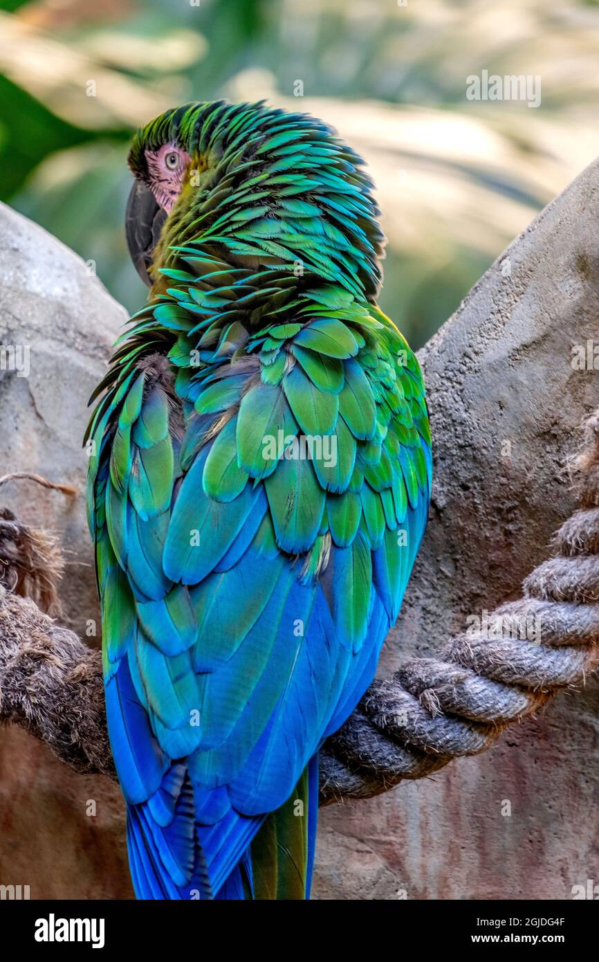 The Dominican green-and-yellow macaw Stock Photo - Alamy