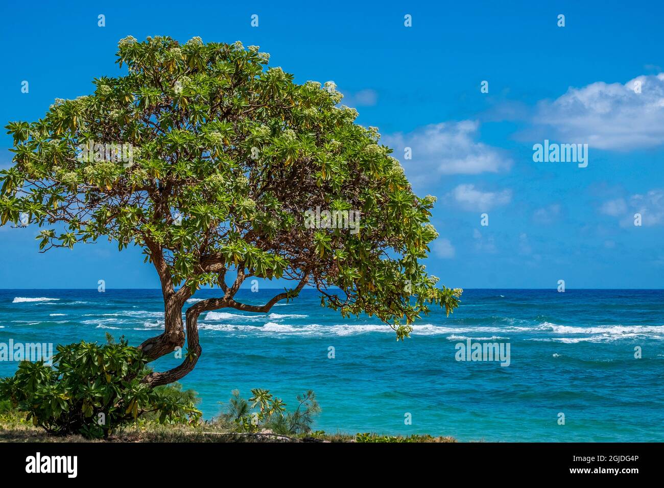 Tree overlooking Poipu Bay, Kauai, Hawaii, USA Stock Photo - Alamy