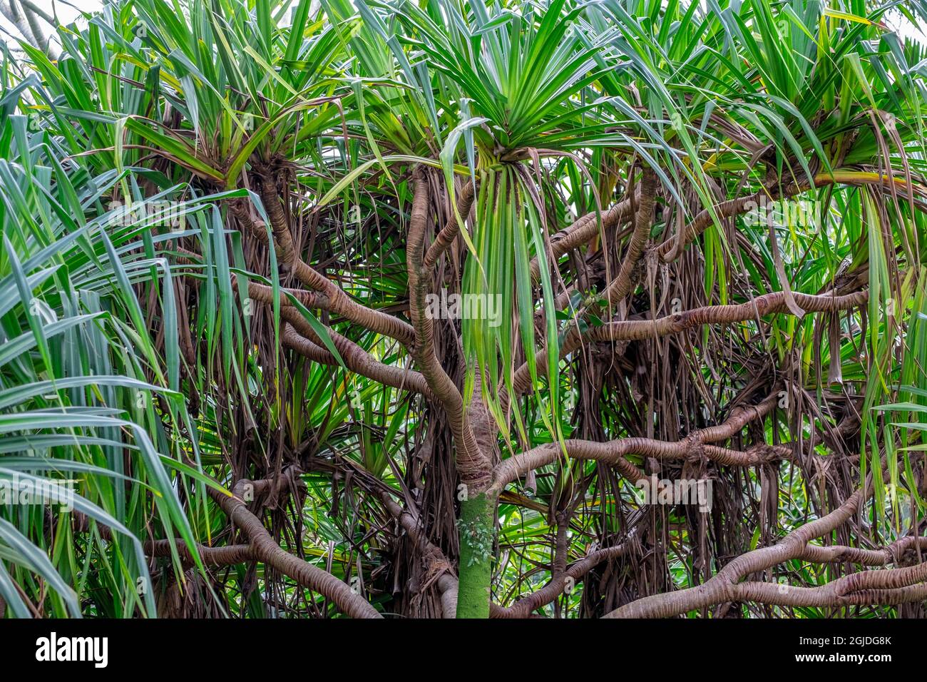 Hala Pepe tree, Kauai, Hawaii, USA Stock Photo - Alamy