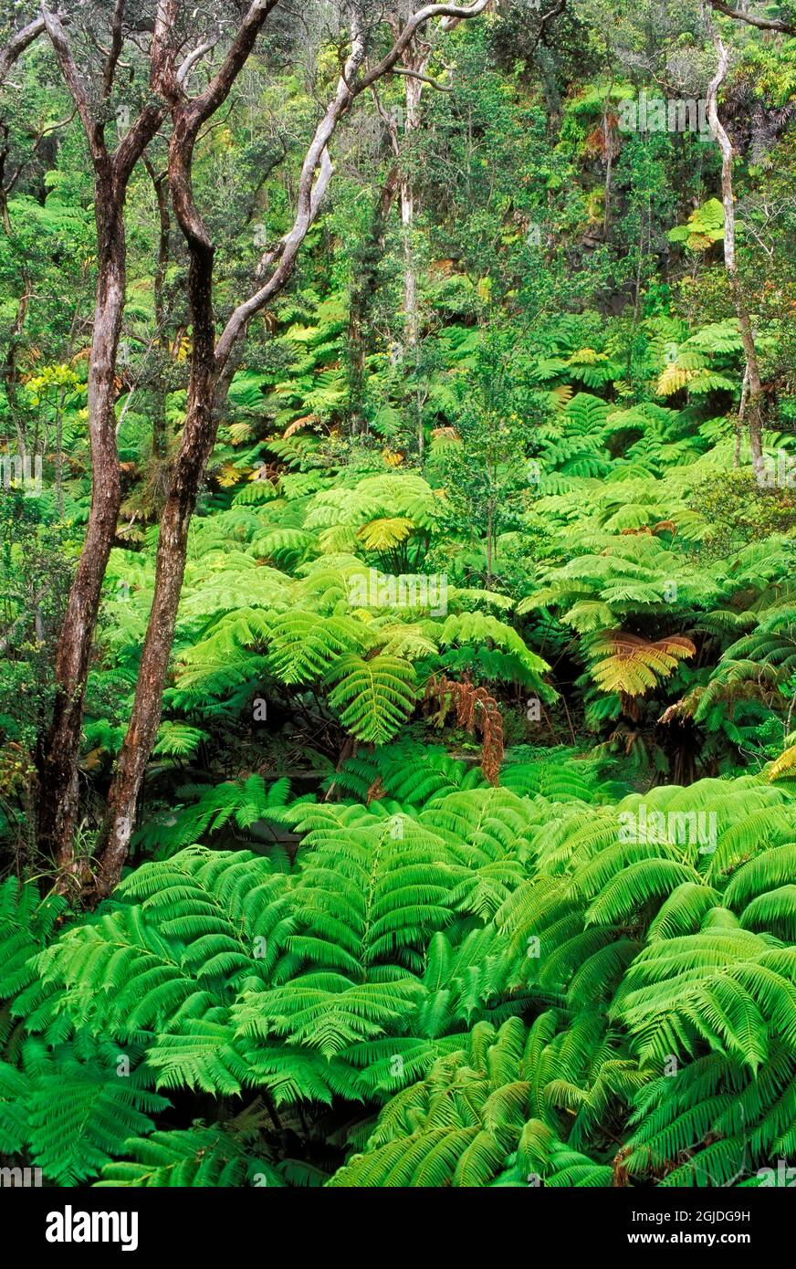 Lush tree ferns in the Tree Fern Forest, Hawaii Volcanoes National Park ...
