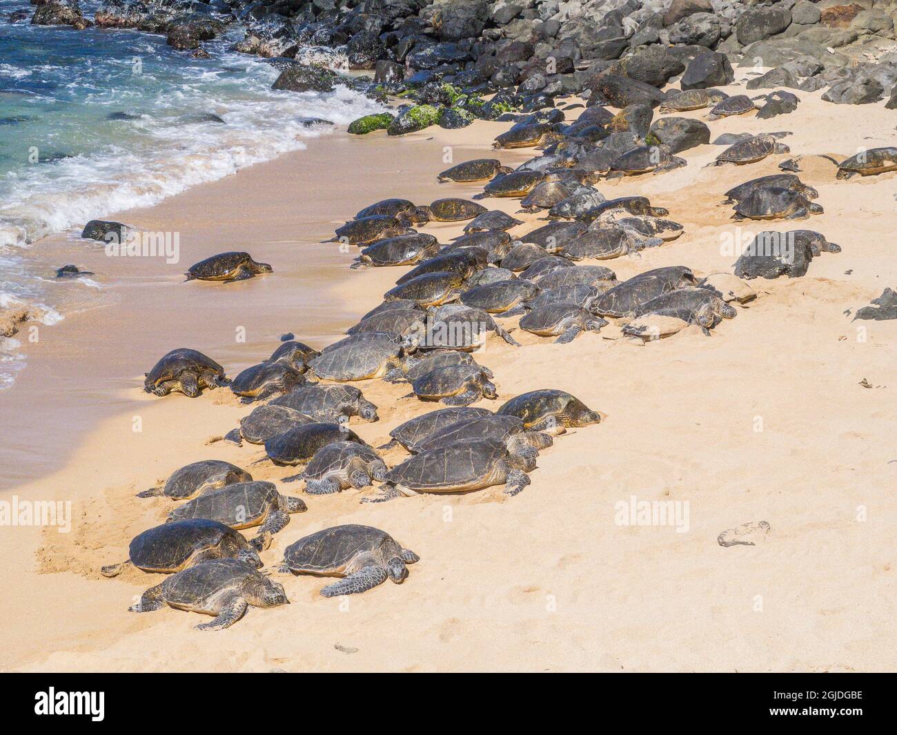 Green Turtle Hookipa Beach High Resolution Stock Photography and Images ...