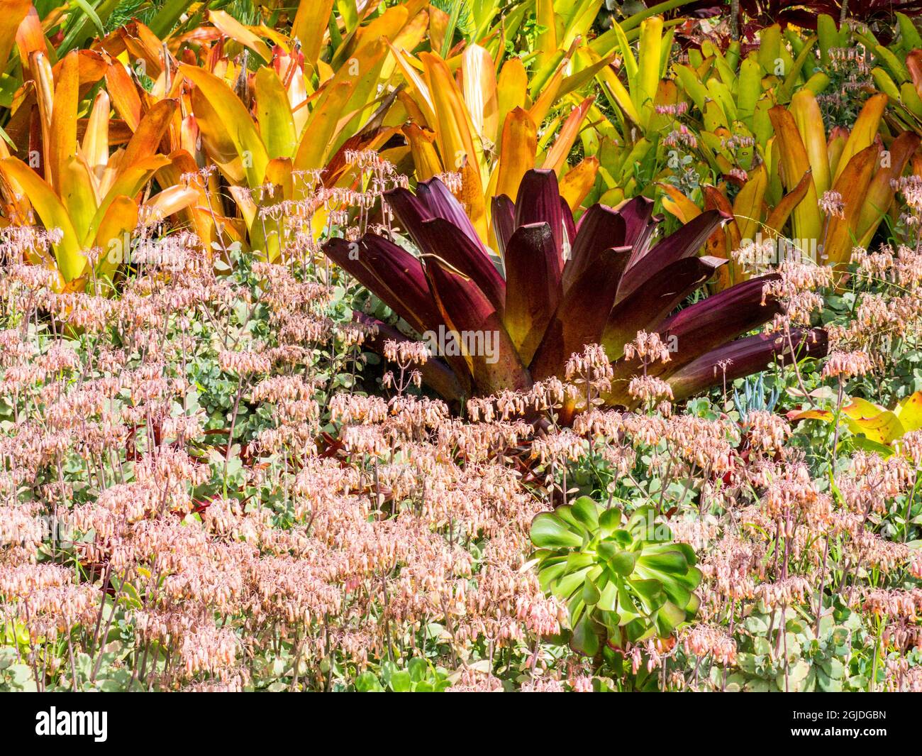 USA, Hawaii, Maui Kula area with tropical garden with selection of ...