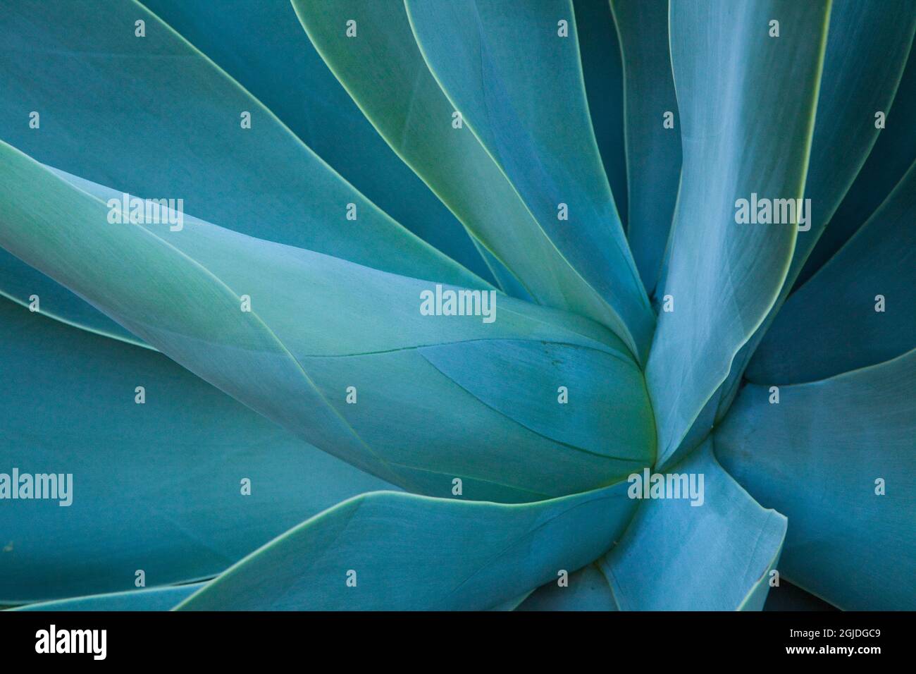 USA, Hawaii, Maui, Kula, agave plant design Stock Photo - Alamy
