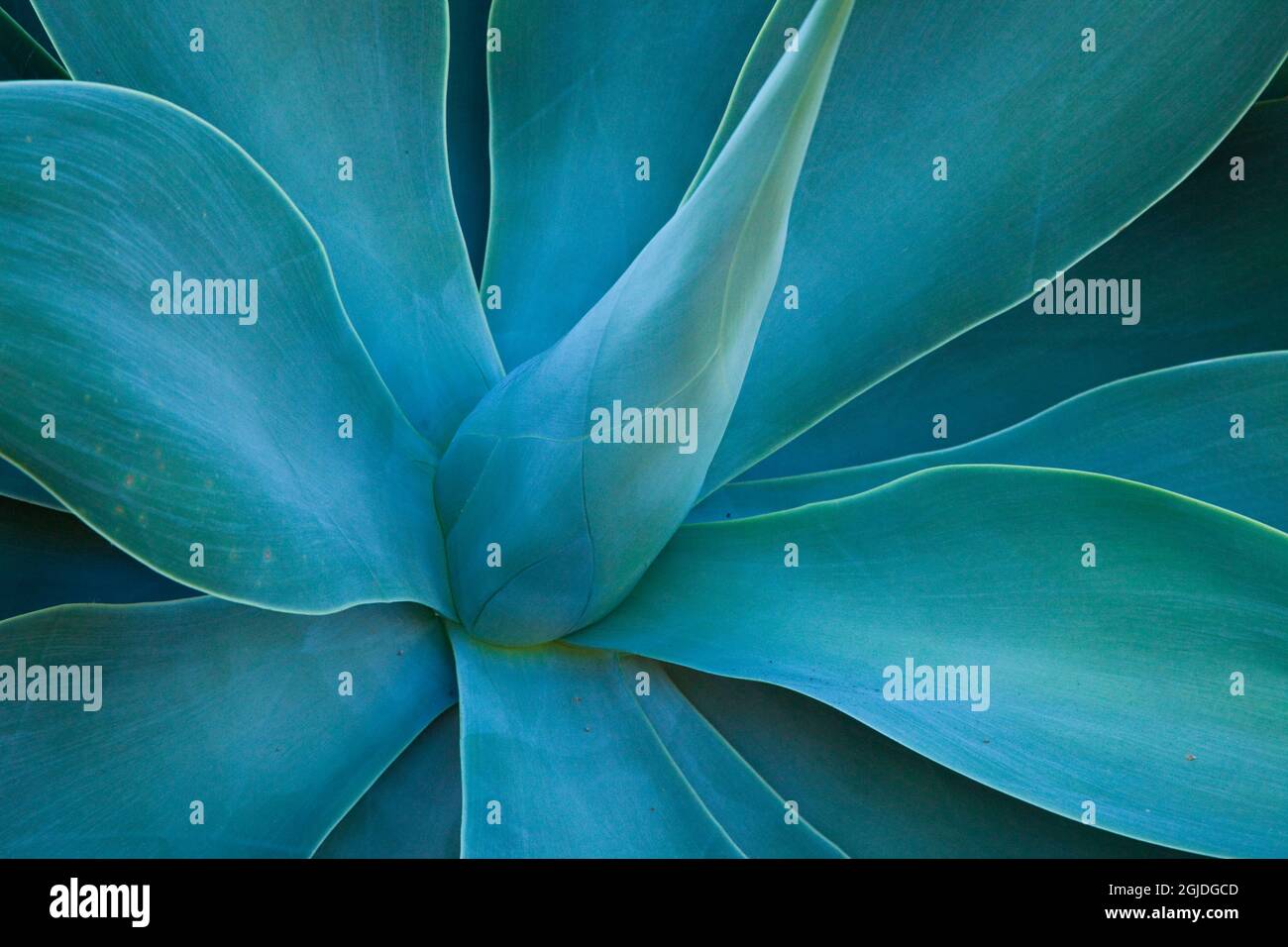 Green agave plant hawaii hi-res stock photography and images - Alamy