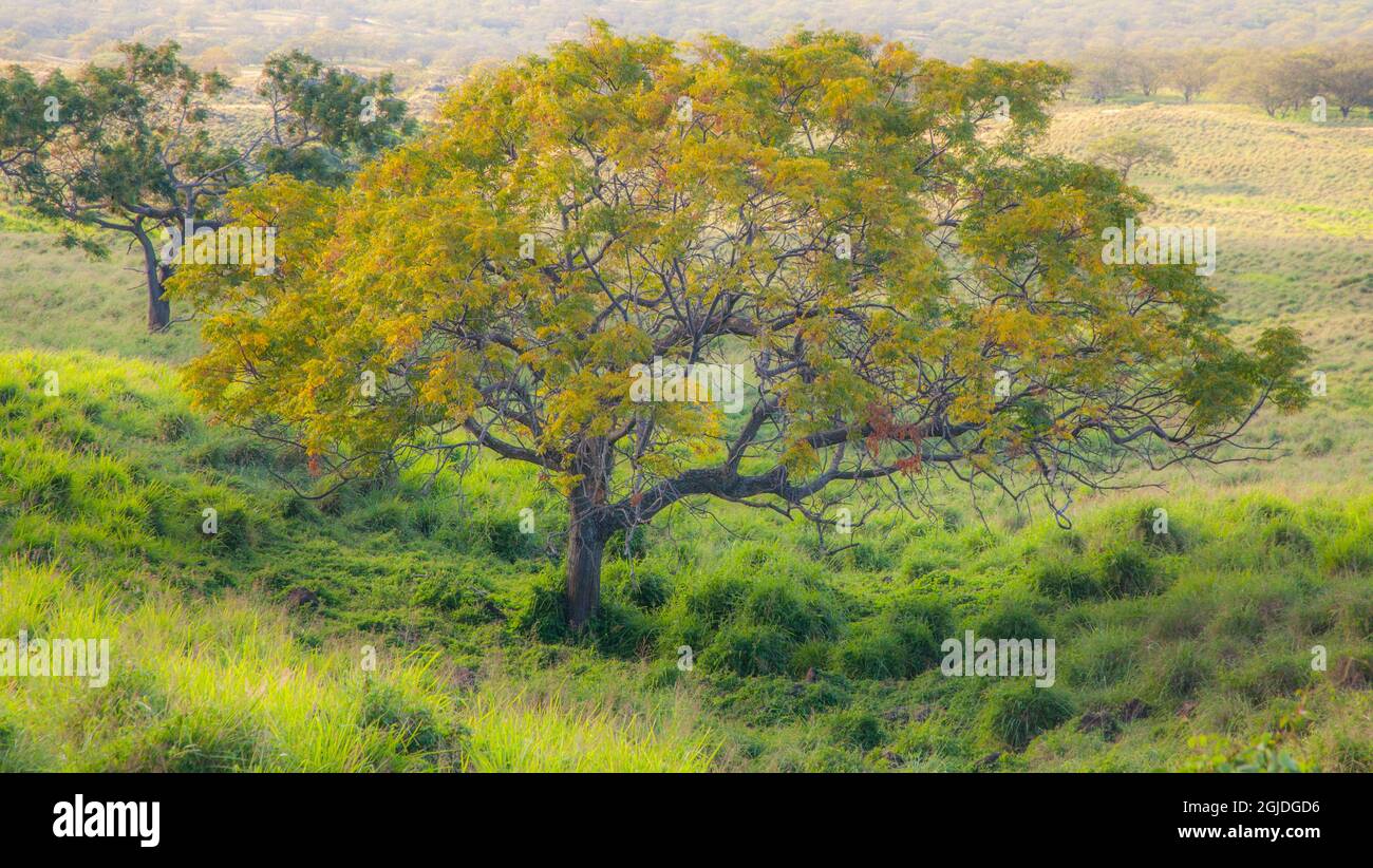 Gold tree hawaii hi-res stock photography and images - Alamy