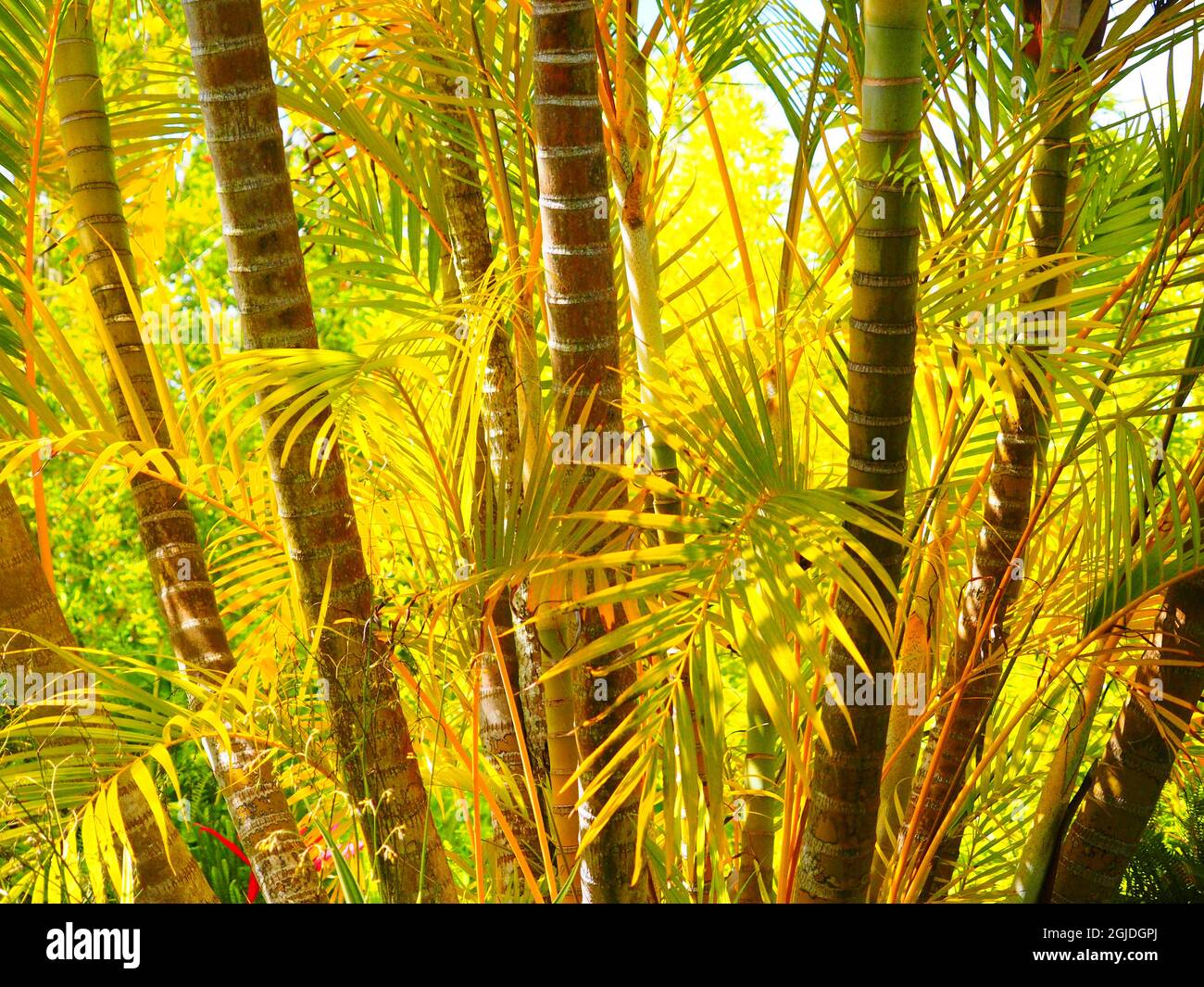 USA, Hawaii, Maui, Up Country, Kula, Kula Botanical Gardens with small ...